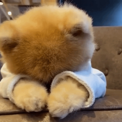 Dog Hide GIF by Jiffpom - Find & Share on GIPHY