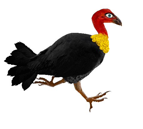 Bush Turkey Festival Sticker by Splendour in the Grass for iOS ...