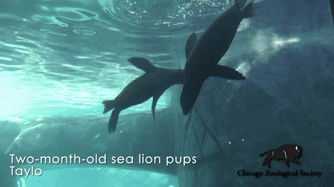 Sea Lion Swimming GIF by Brookfield Zoo - Find & Share on GIPHY