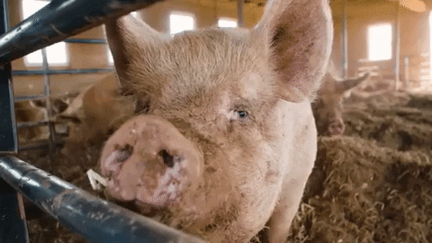 Mercy For Animals GIF - Find & Share on GIPHY