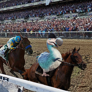 Horse Racing Horses GIF by Dodo Australia - Find & Share on GIPHY