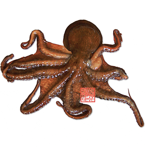 Octopus Gif Black And White