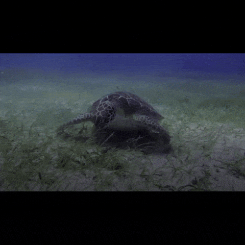 Blue Marine Foundation GIF - Find & Share on GIPHY
