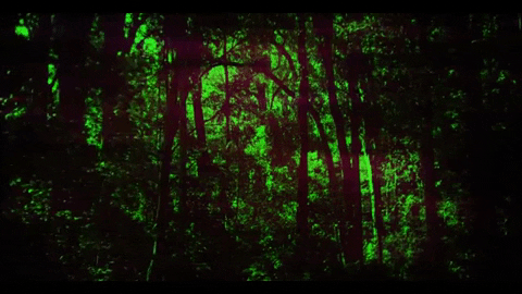 Forest Hd GIF - Find & Share on GIPHY