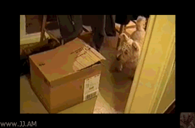 Hide Seek Find And Share On Giphy 0627