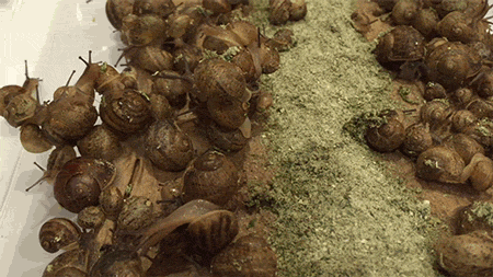 Snakes Snails GIF by Digg - Find & Share on GIPHY