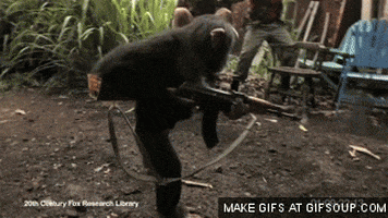 Monkey GIF - Find & Share on GIPHY