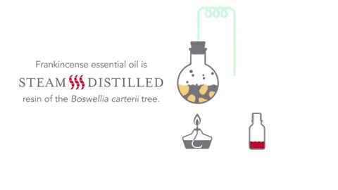 Essential Oils Frankincense GIF by Young Living Essential Oils - Find ...