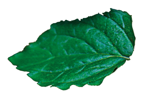 Mint Sticker by Alice Merton for iOS & Android | GIPHY