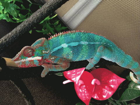 Colors GIF - Find & Share on GIPHY