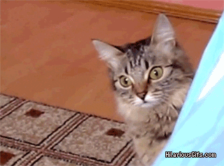 Staring GIF - Find & Share on GIPHY