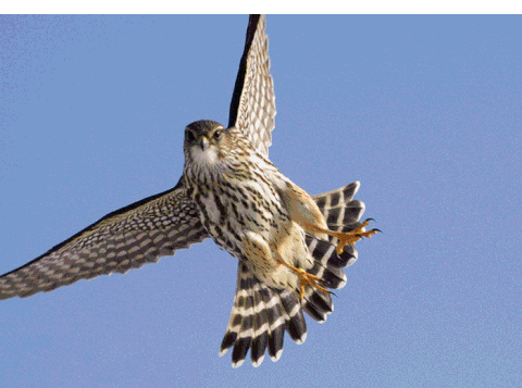 Falcon GIFs - Find & Share on GIPHY