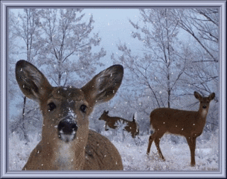 Deer GIF - Find & Share on GIPHY