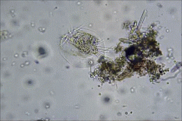 Microorganism GIF - Find & Share on GIPHY