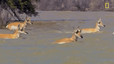 National Geographic Channel GIF - Find & Share on GIPHY