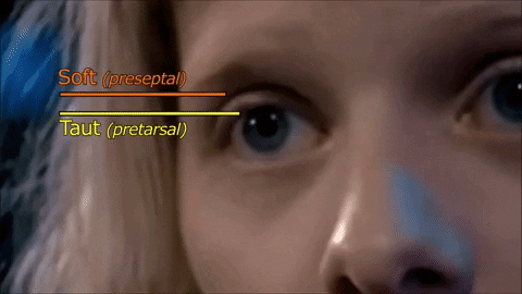 Ne: Vultology - Cognitive Typology