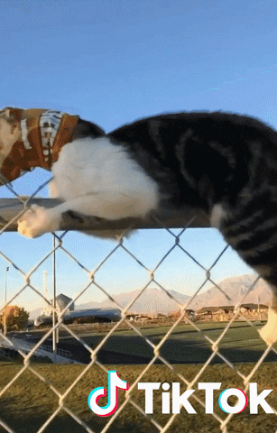 Chat Hello GIF by TikTok France - Find & Share on GIPHY