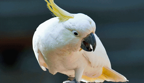 Bird GIF - Find & Share on GIPHY