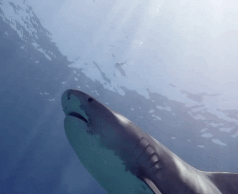 Discovery GIF by Shark Week - Find & Share on GIPHY
