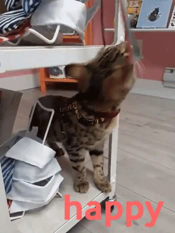 happycat GIF - Find & Share on GIPHY