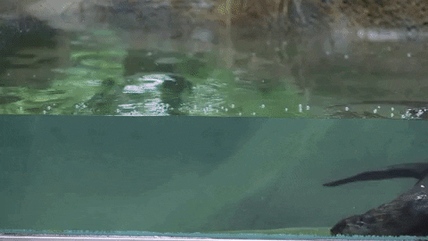 Swim Searching GIF by Zoo Knoxville - Find & Share on GIPHY