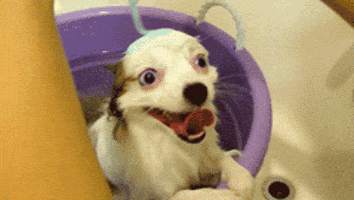 Bucket GIFs - Find & Share on GIPHY