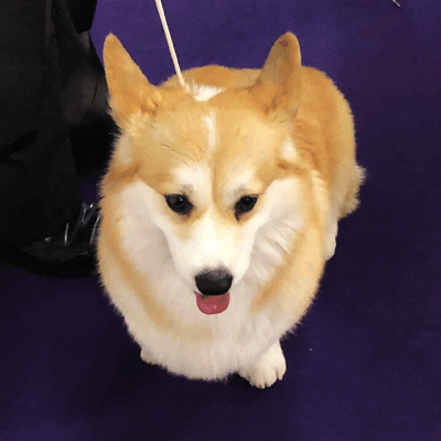 Westminster Dog Show GIF by Westminster Kennel Club - Find & Share on GIPHY