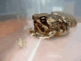Rain Frog Eating GIF - Find & Share on GIPHY