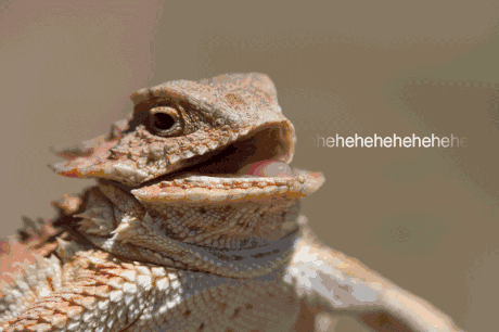 Today Lizard GIF - Find & Share on GIPHY