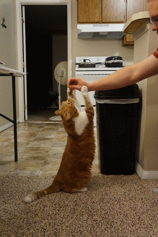 Cats Grab GIF - Find & Share on GIPHY