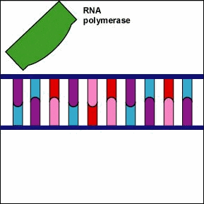 Dna GIF - Find & Share on GIPHY