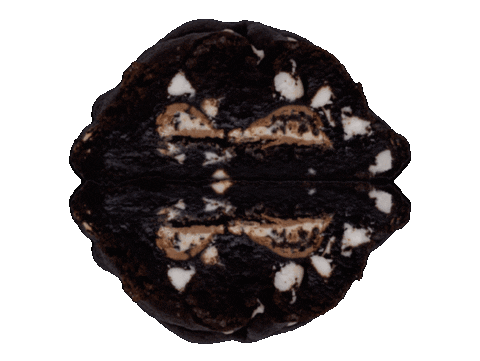 Fat and Weird Cookie Sticker for iOS & Android | GIPHY