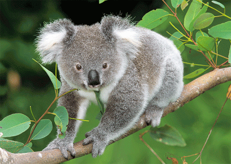 Koala GIF - Find & Share on GIPHY