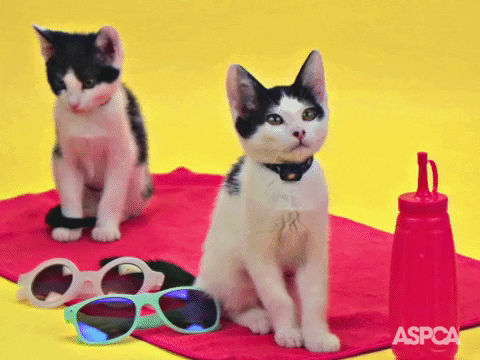 Summer Forever Cat GIF by ASPCA - Find & Share on GIPHY