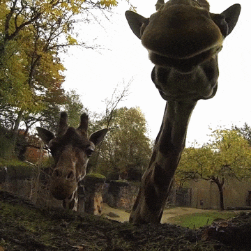 Newborn Giraffe Walking Gif