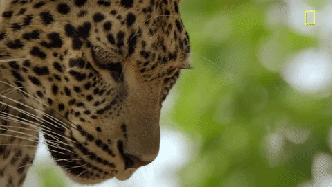 Nat Geo Savage Kingdom GIF by National Geographic Channel - Find ...