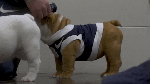 Butler Bulldogs Dog GIF by Butler University - Find & Share on GIPHY