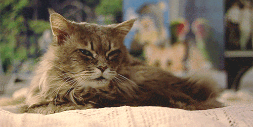 Maine Coon Cat GIF - Find & Share on GIPHY