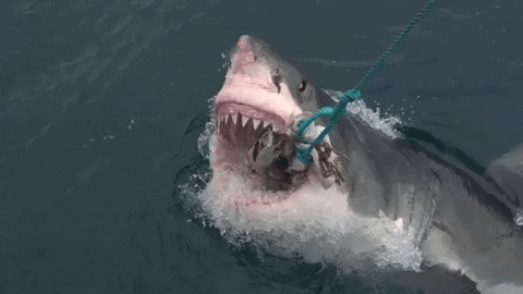 Excited Great White GIF by Shark Week - Find & Share on GIPHY