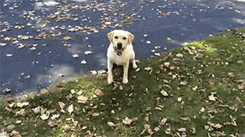 Fetch Ball GIFs - Find & Share on GIPHY