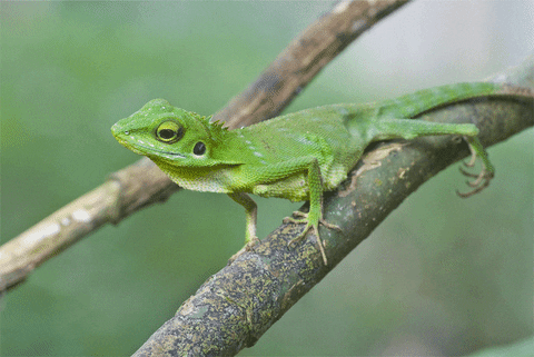 Lizard GIF - Find & Share on GIPHY