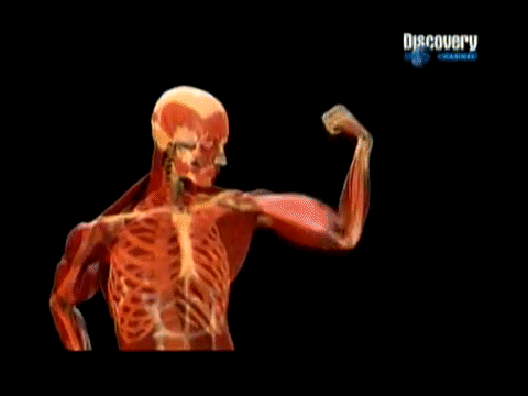 Discover & Share this Muscles GIF with everyone you know. GIPHY is how ...