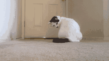 Gif Hitler Speech Looks Animated Gif On Gifer