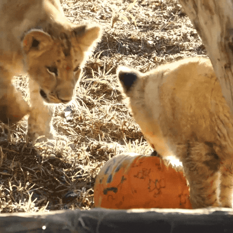 Happy Baby Animals GIF by San Diego Zoo - Find & Share on GIPHY