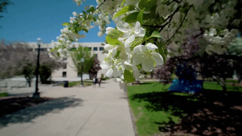 Spring Blooming GIF by Creighton University - Find & Share on GIPHY