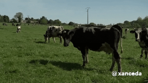 Feliz Cow GIF by xanceda - Find & Share on GIPHY