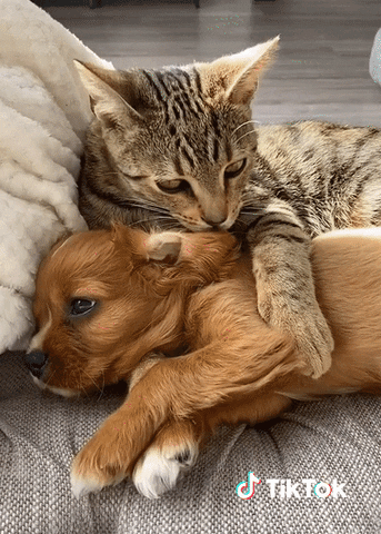 Chat Animaux GIF by TikTok France - Find & Share on GIPHY