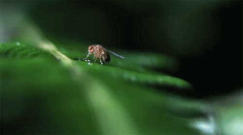 Caterpillar GIF - Find & Share on GIPHY