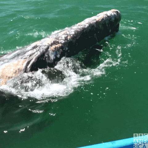 Ocean Wildlife GIF by BBC America - Find & Share on GIPHY