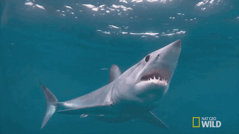Sharks GIF by Nat Geo Wild - Find & Share on GIPHY